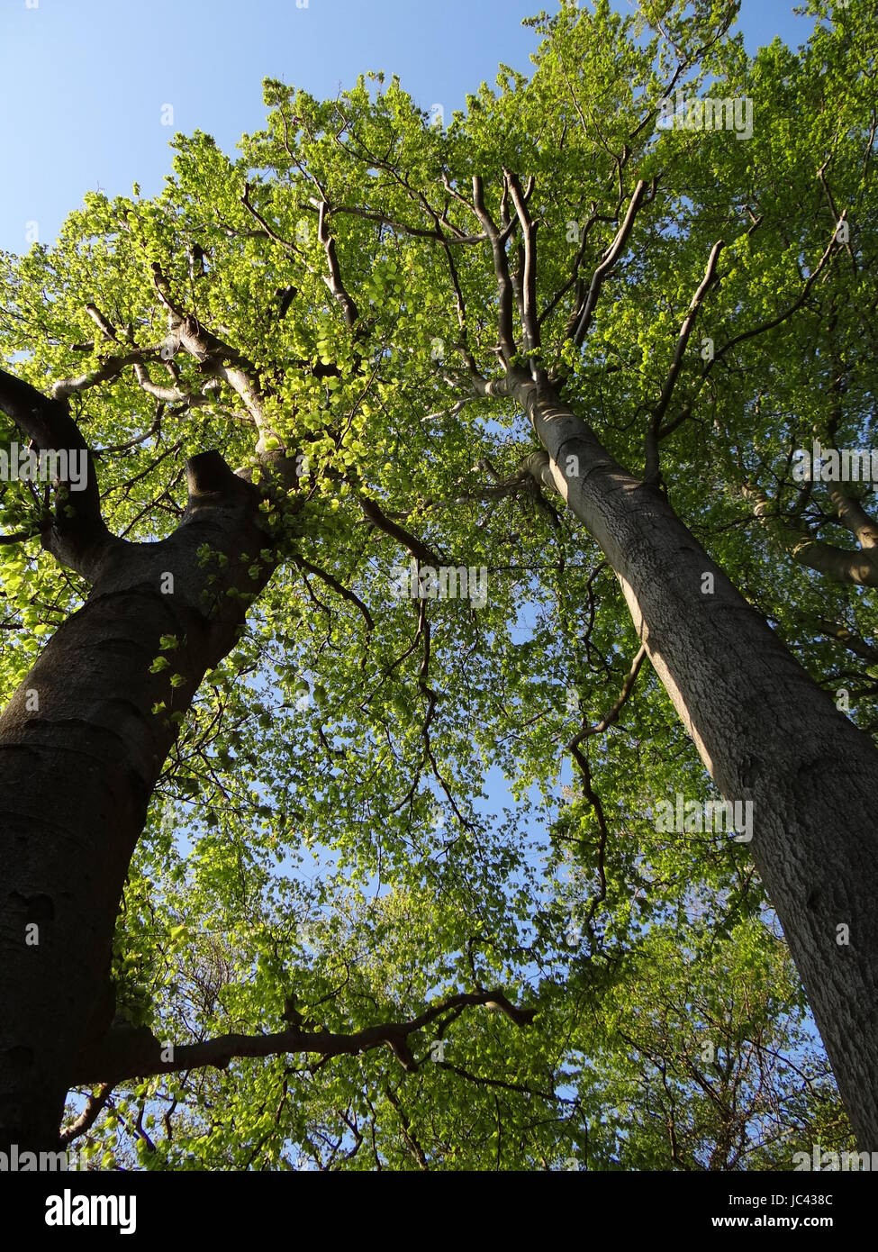 Buchenbaume hi-res stock photography and images - Alamy