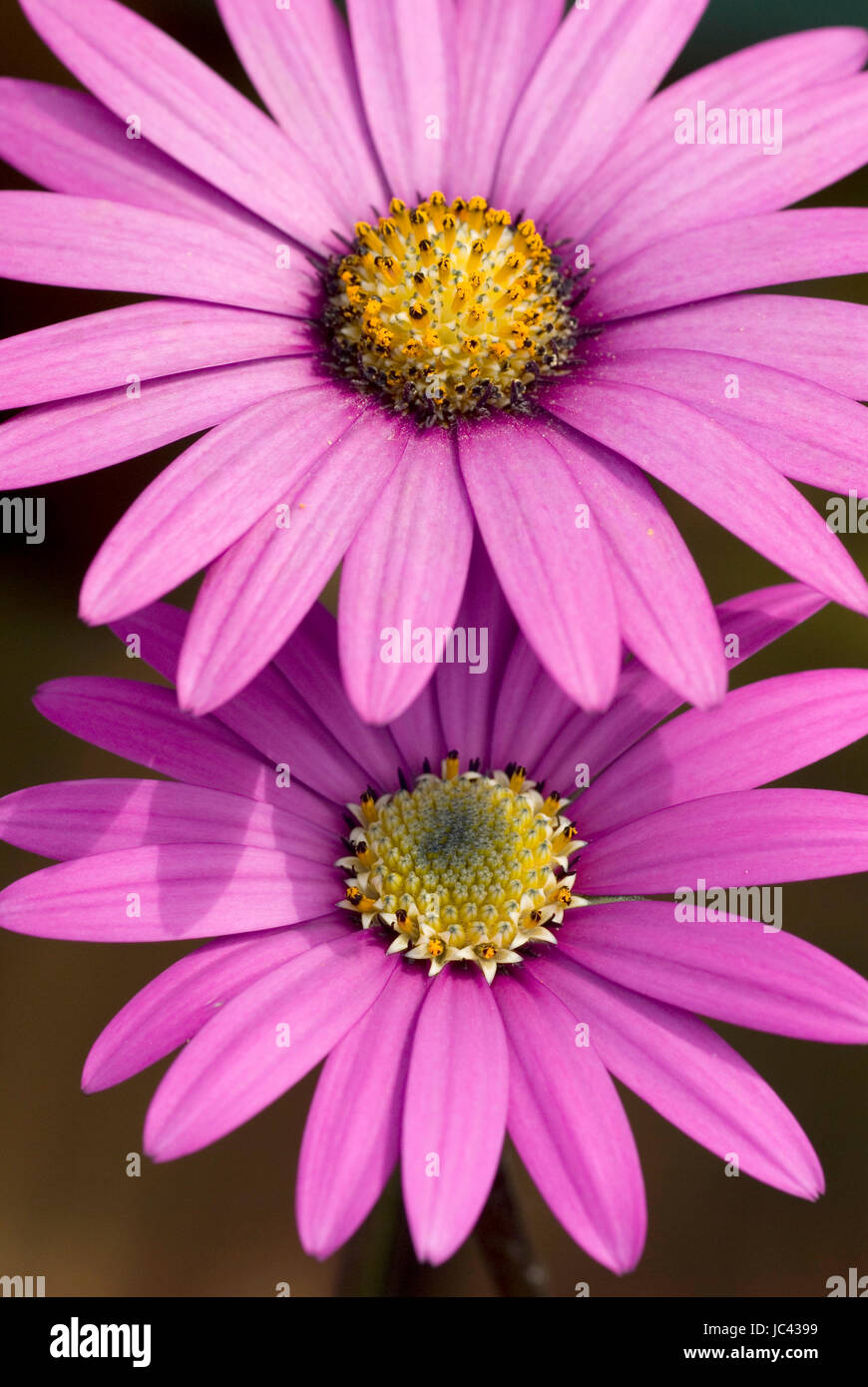 The stardust garden hi-res stock photography and images - Alamy
