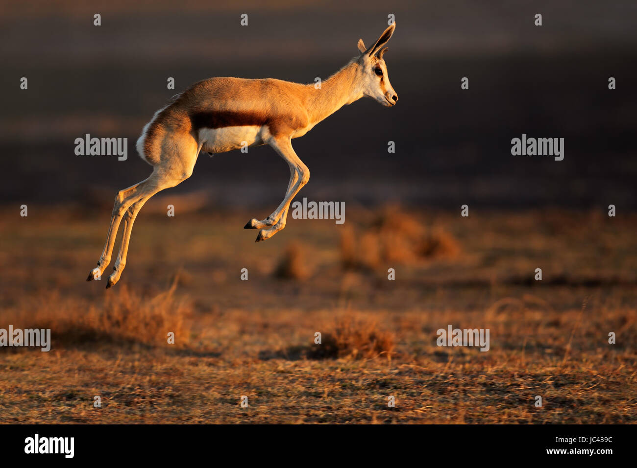 Springbok antelope (Antidorcas marsupialis) jumping, South Africa Stock ...