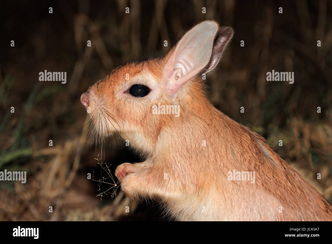 Portrait of a South African springhare (Pedetes capensis Stock Photo ...