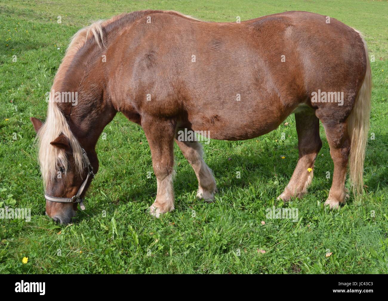 Heavy horse race hi-res stock photography and images - Alamy