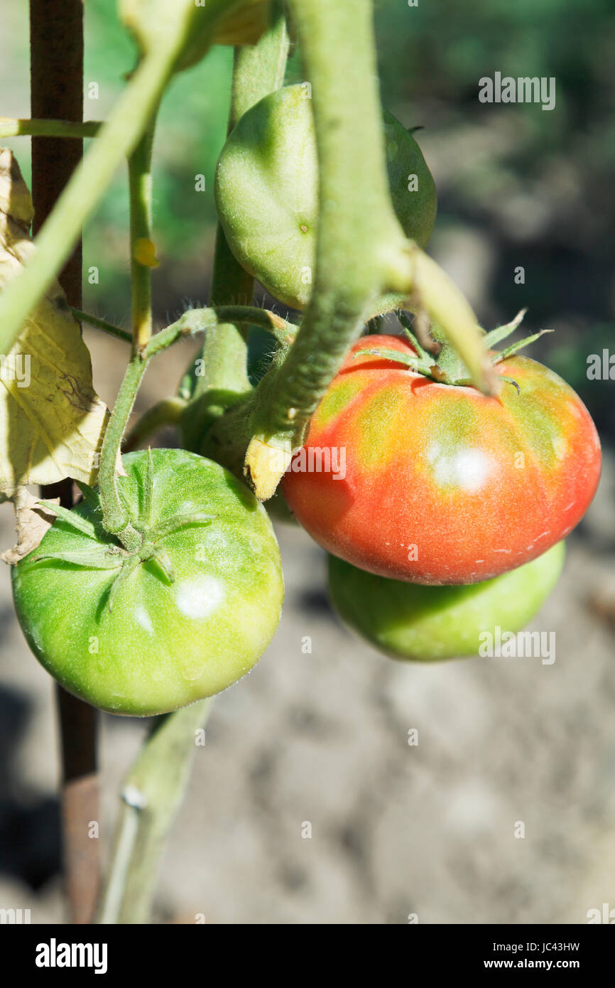few tomato on bush in garden in summer day Stock Photo - Alamy