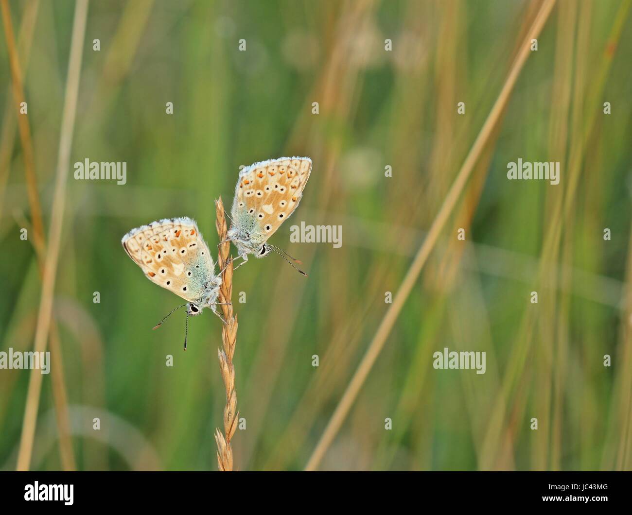 Silver light shines in the sun hi-res stock photography and images - Alamy