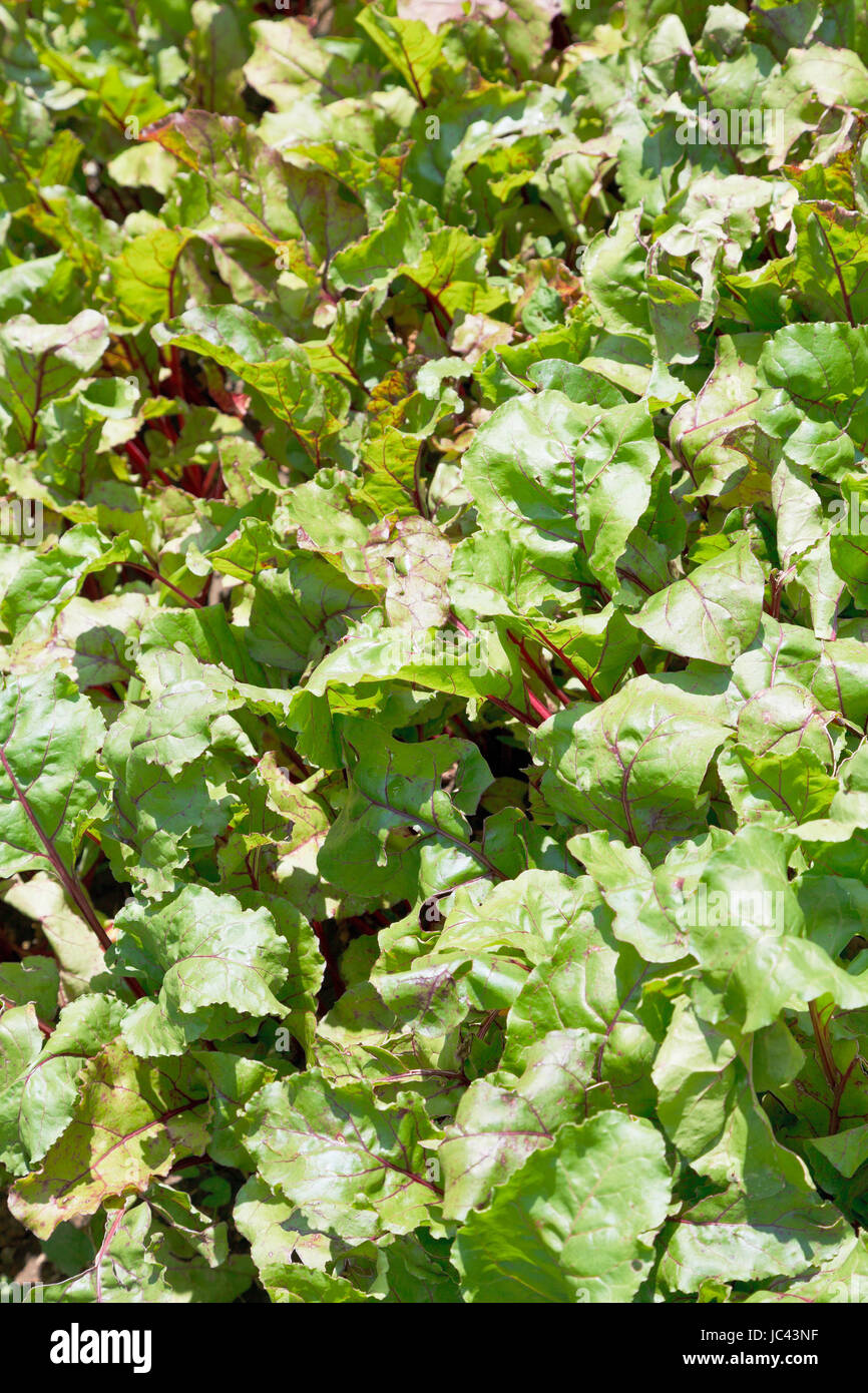 green chard foliage in garden in summer day Stock Photo - Alamy