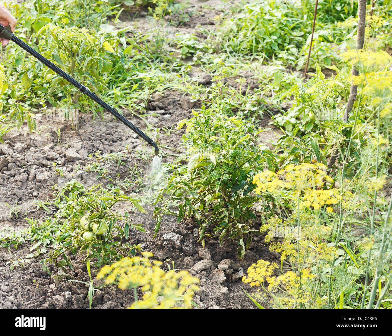 spraying of insecticide on country garden in summer Stock Photo - Alamy