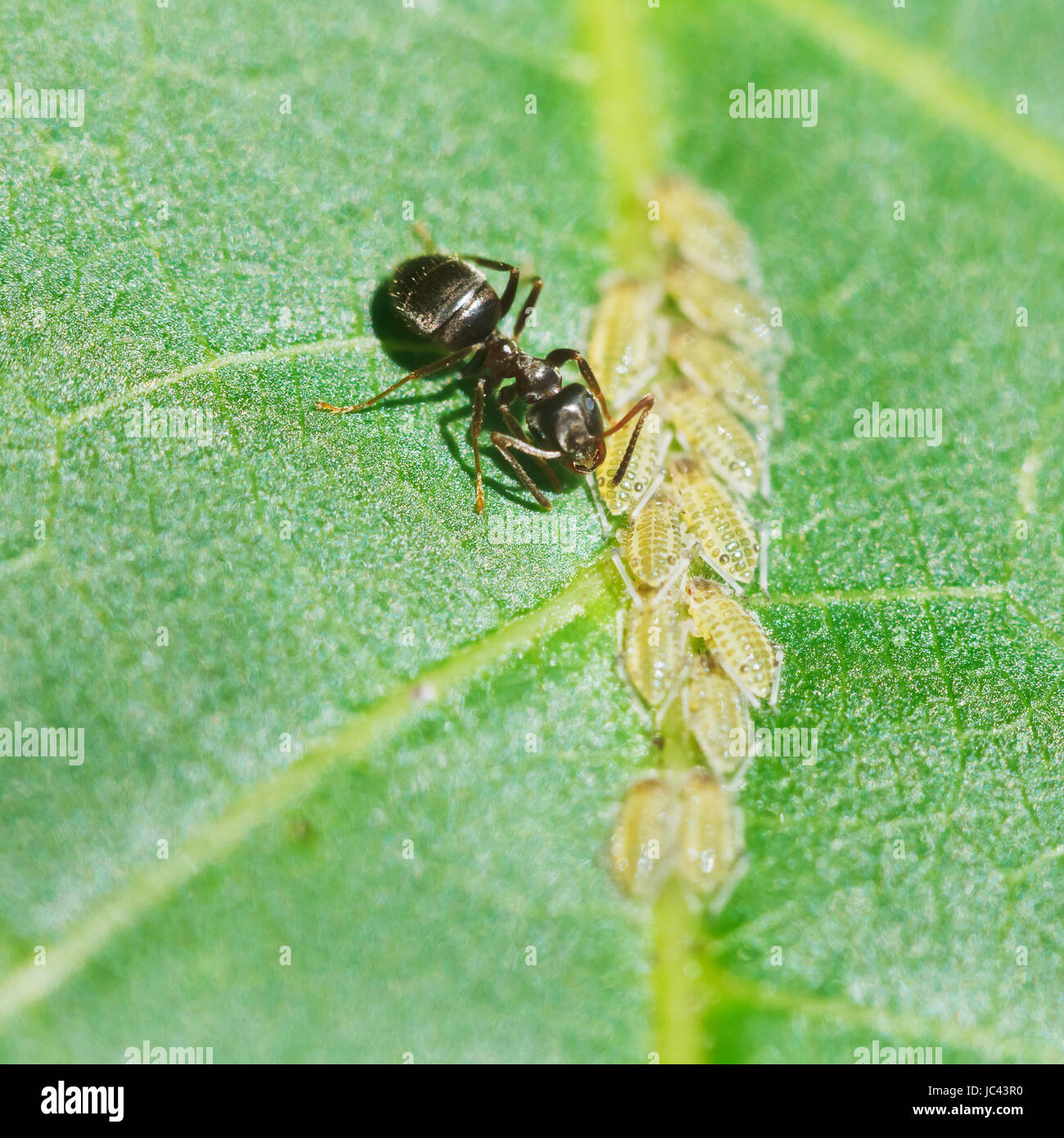 ant pastures aphids group on leaf of walnut tree close up Stock Photo ...