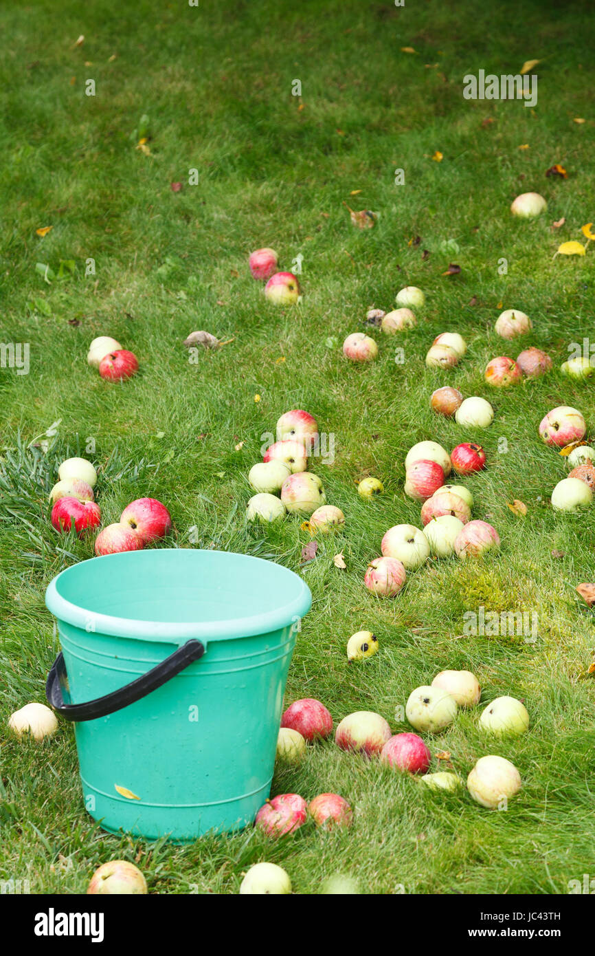picking ripe apples in bucket in fruit orchard in summer day Stock ...