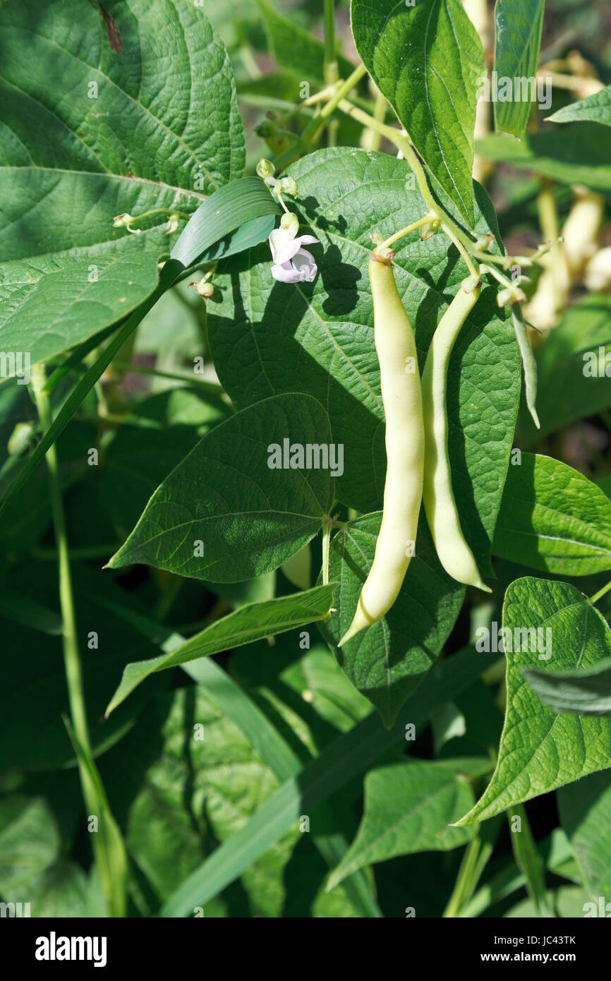 ripe pods of string bean plant in garden in summer Stock Photo - Alamy