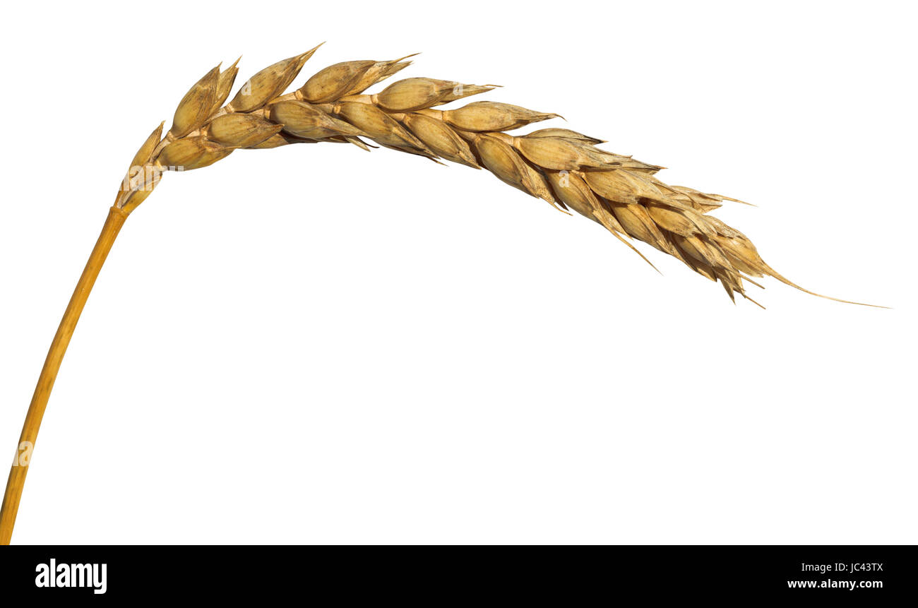 yellow ear of wheat isolated on white background Stock Photo - Alamy