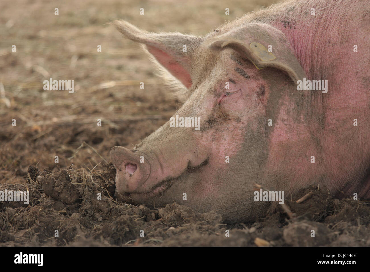 domestic pig outdoors Stock Photo - Alamy