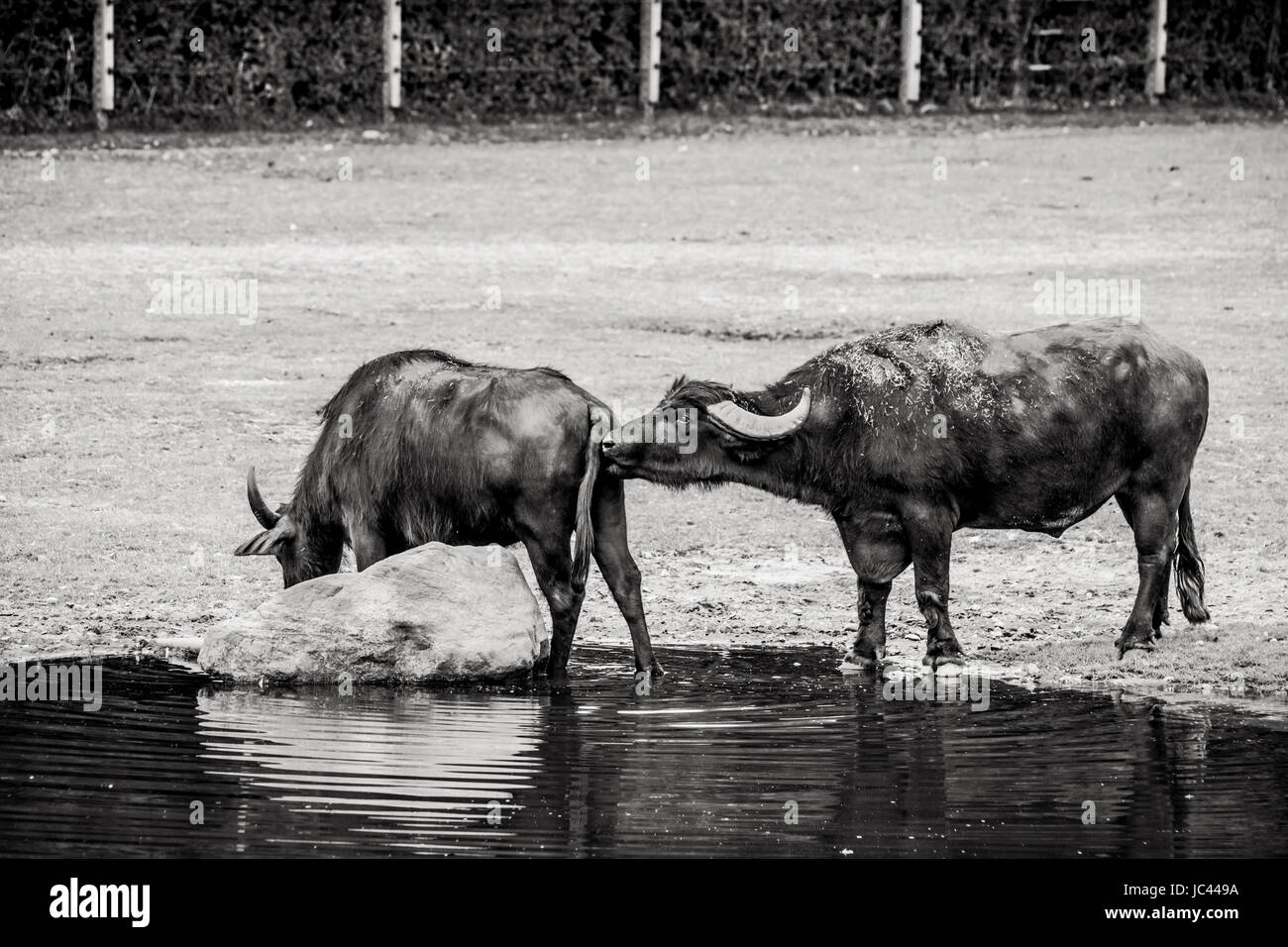 High resolution photo in best quality Stock Photo - Alamy