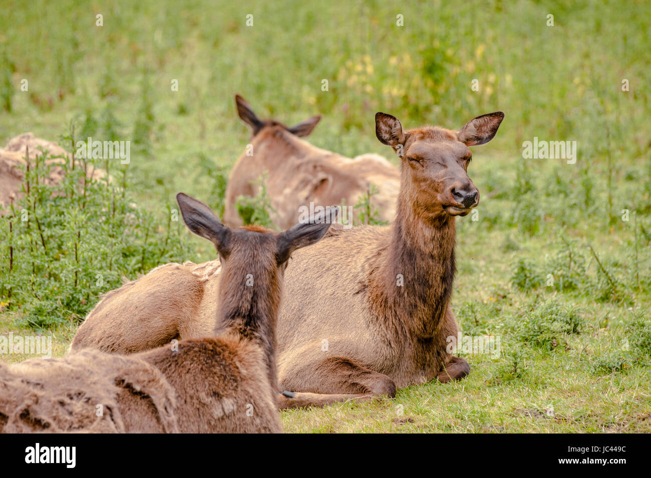 High resolution photo in best quality Stock Photo - Alamy