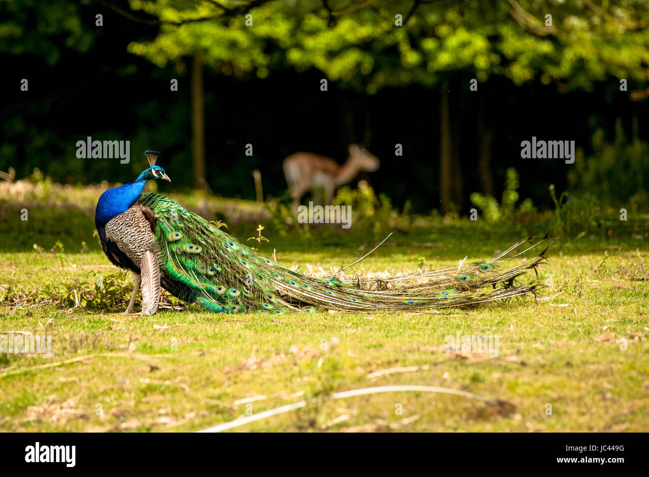 High resolution photo in best quality Stock Photo - Alamy