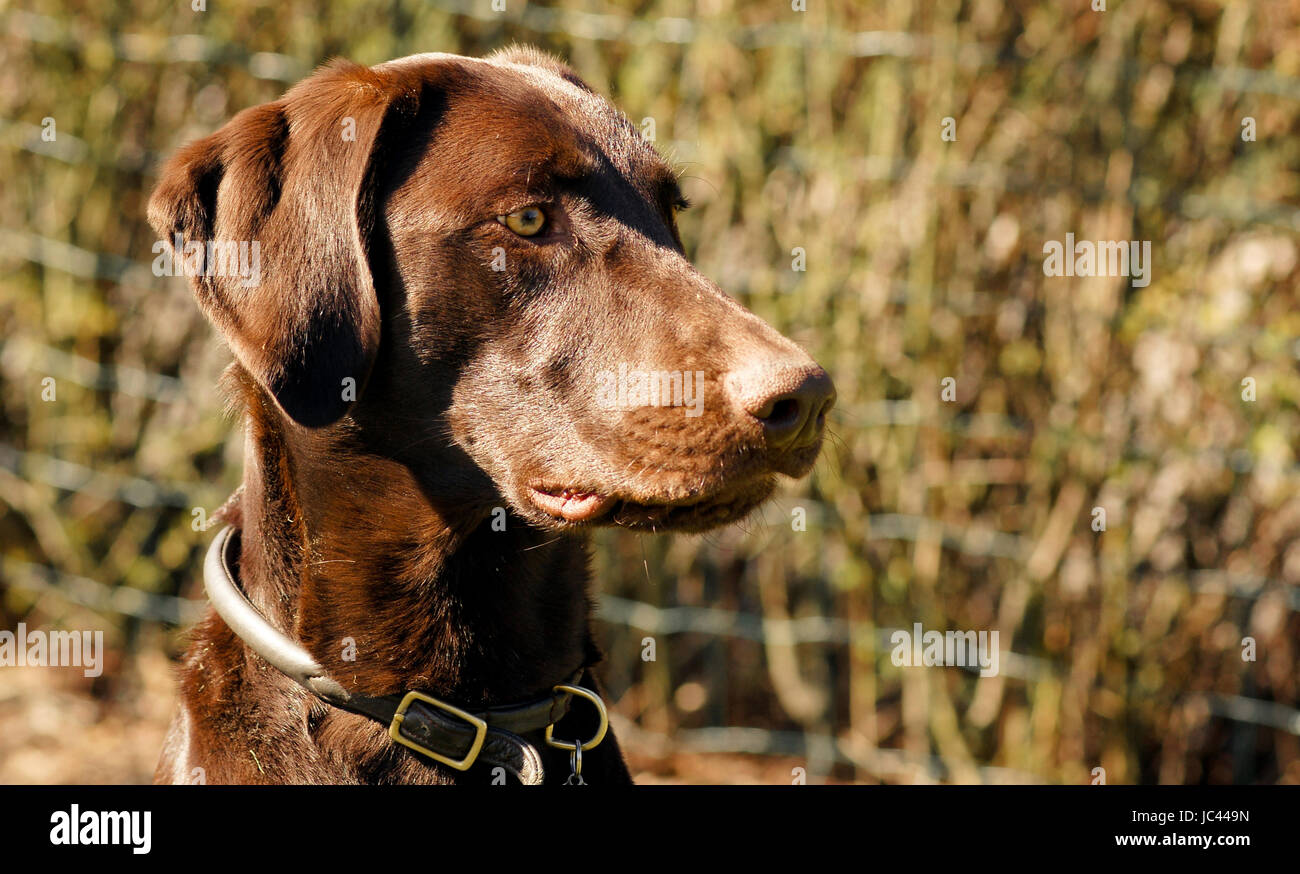 Headshot of a brown labrador hunting dog Stock Photo - Alamy