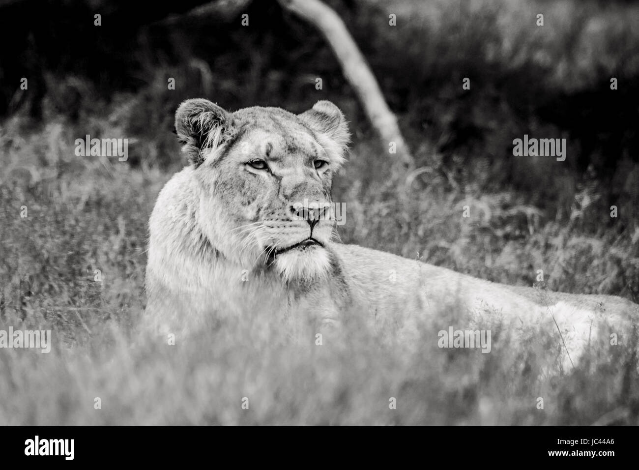 High resolution photo in best quality Stock Photo - Alamy