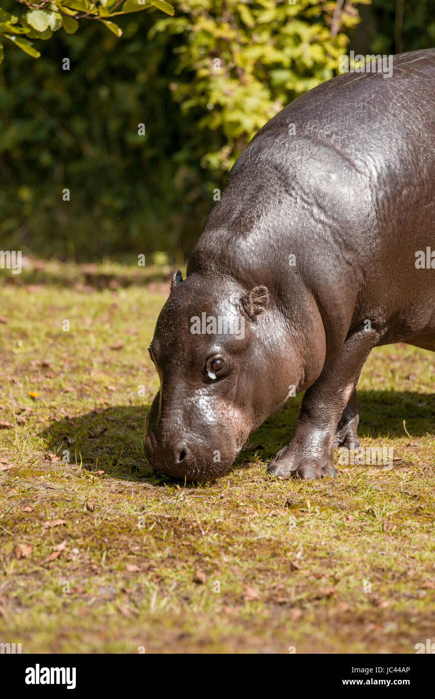 High resolution photo in best quality Stock Photo - Alamy