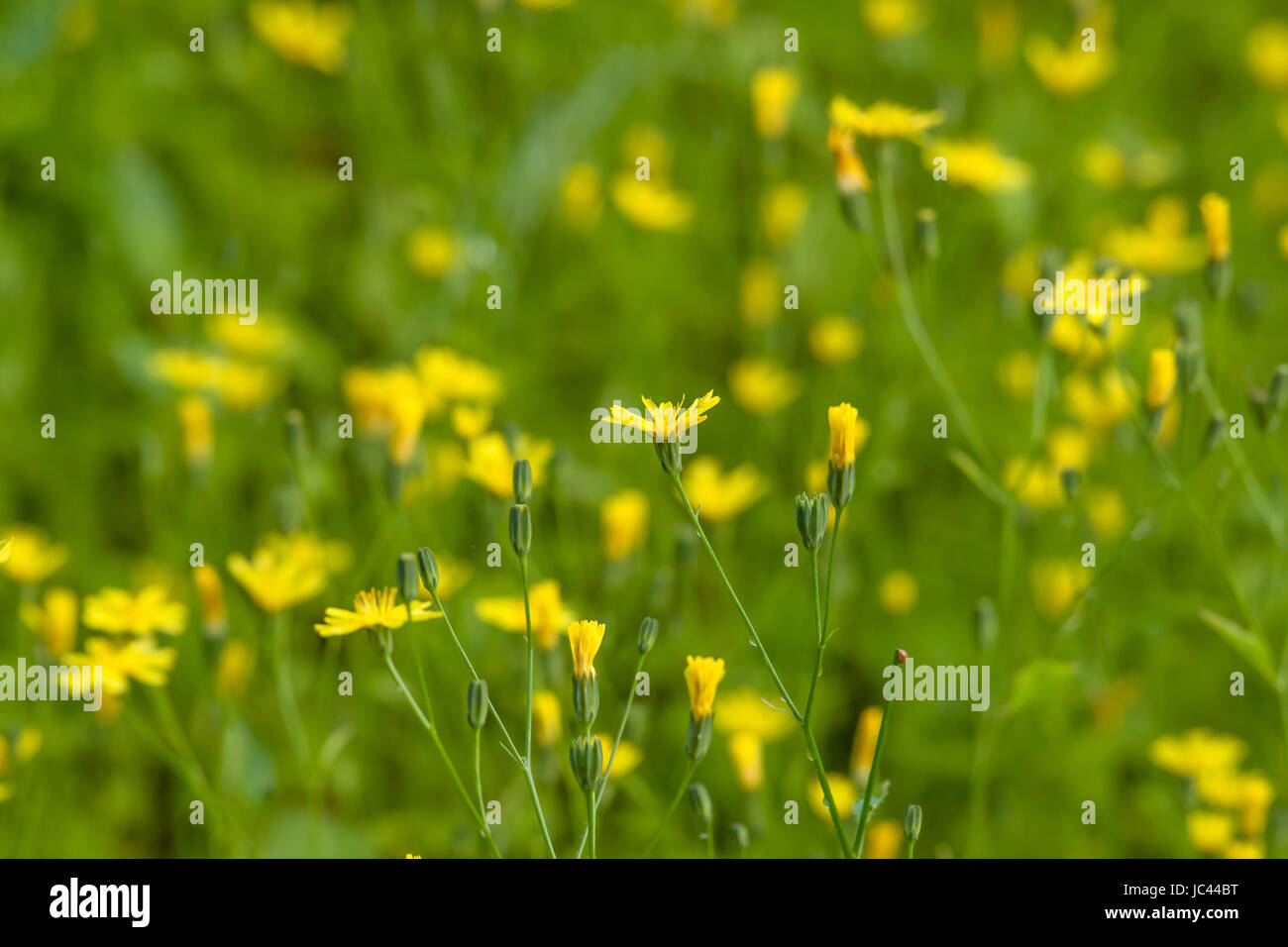 High resolution photo in best quality Stock Photo - Alamy