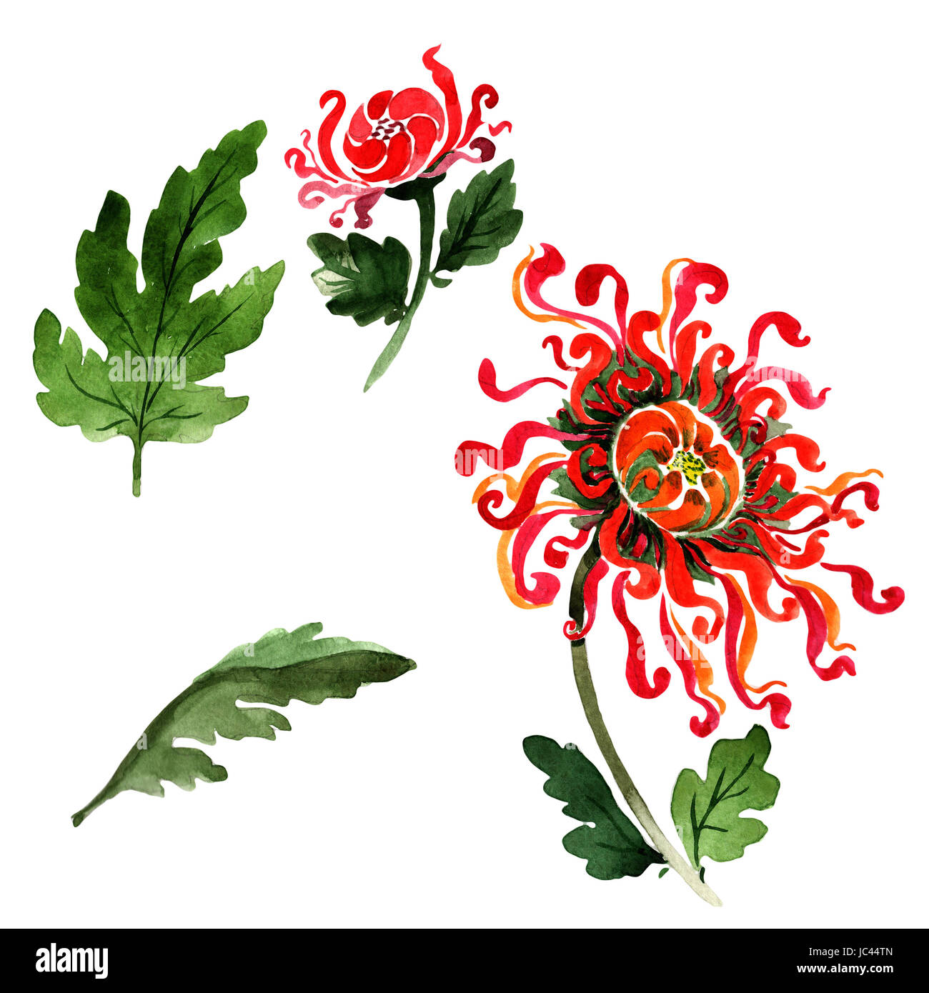 Wildflower chrysanthemum flower in a watercolor style isolated. Full ...