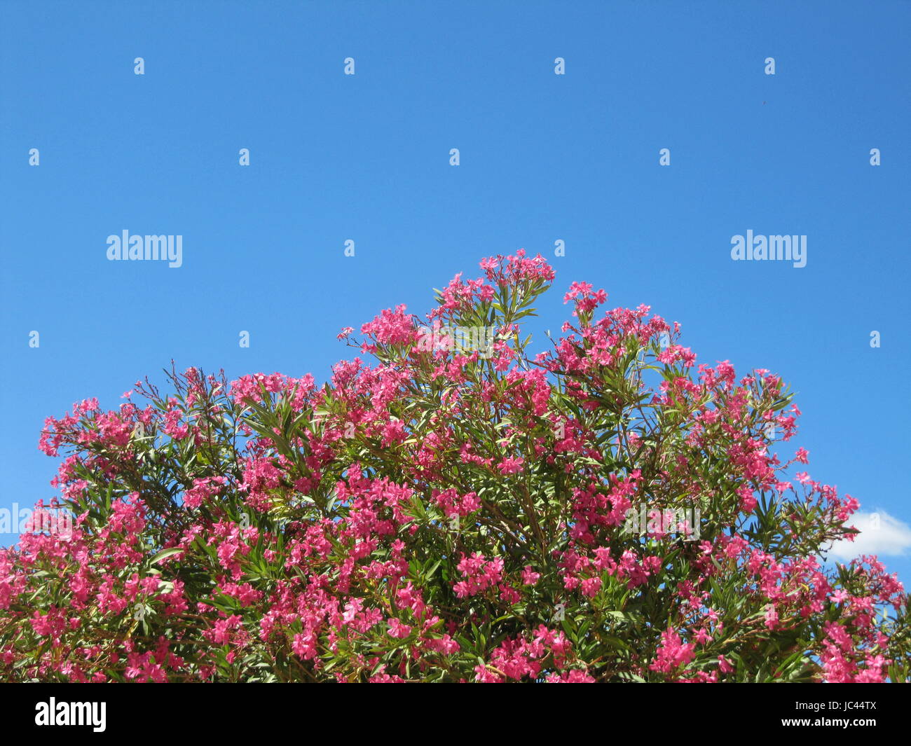 oleander bloom in provence Stock Photo - Alamy