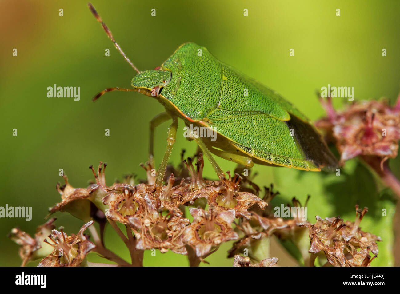 Grune stinkwanze hi-res stock photography and images - Alamy