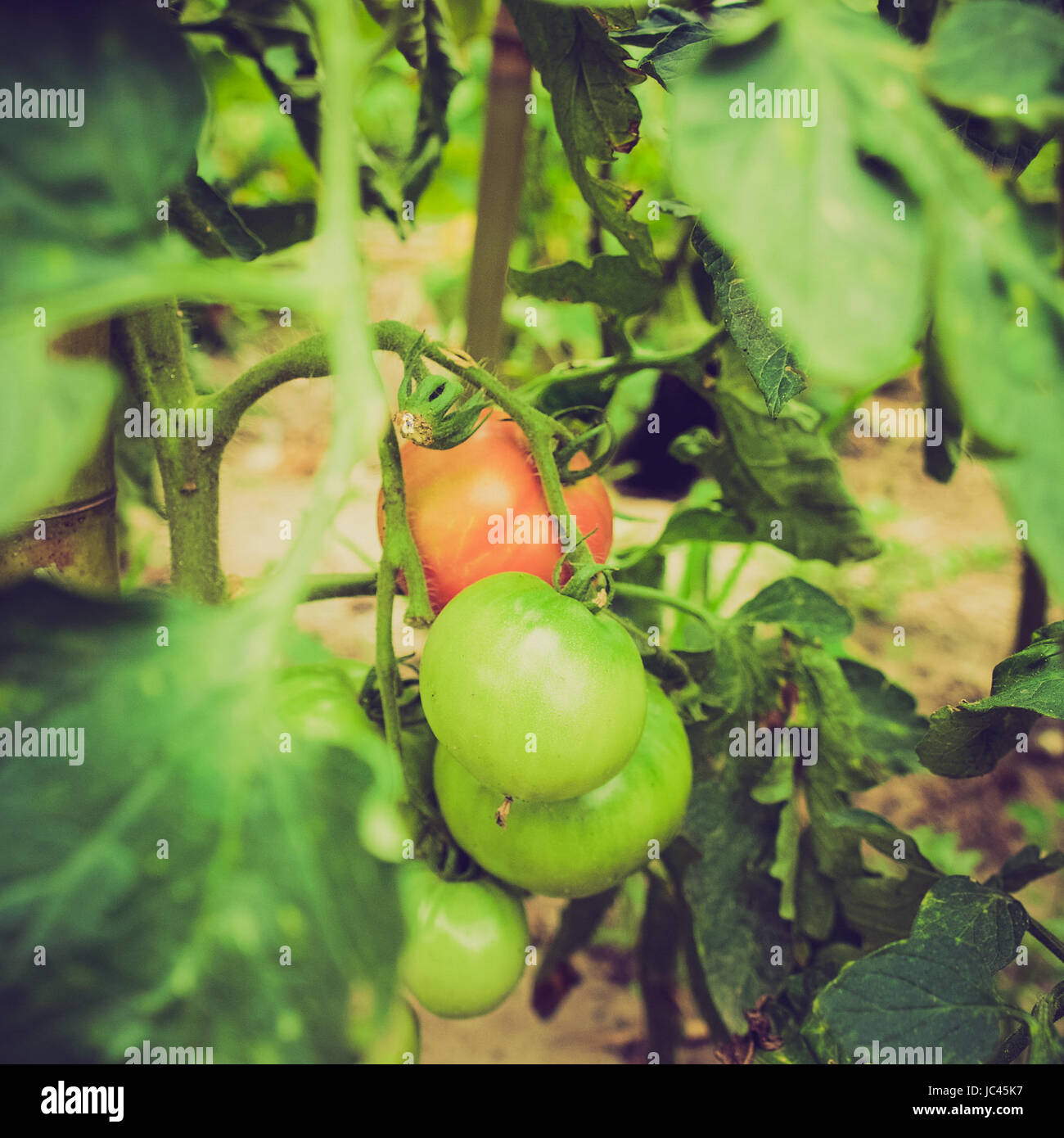 Vintage retro looking A single red tomato among many green tomatoes ...