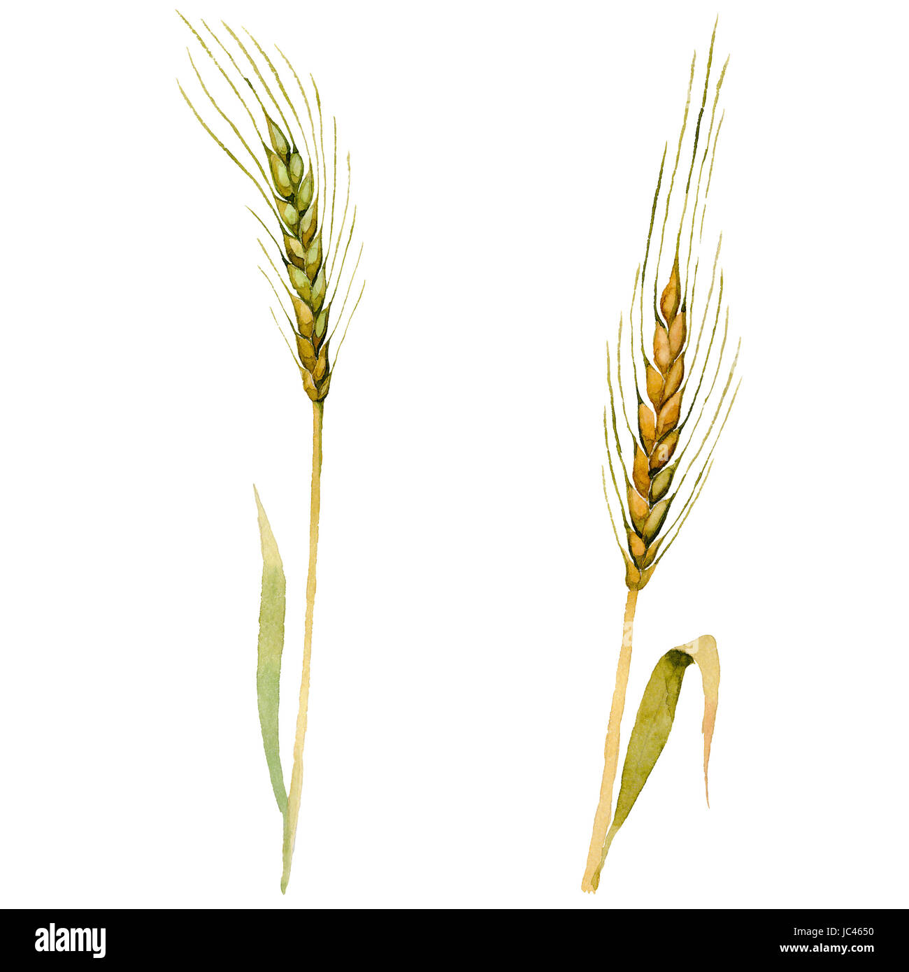 Full flower spike Cut Out Stock Images & Pictures - Alamy