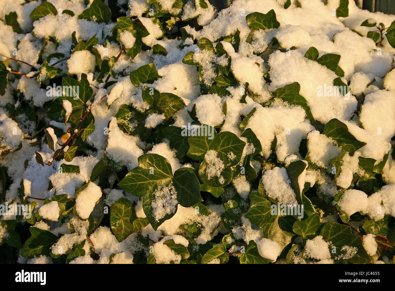 Efeuranken hi-res stock photography and images - Alamy