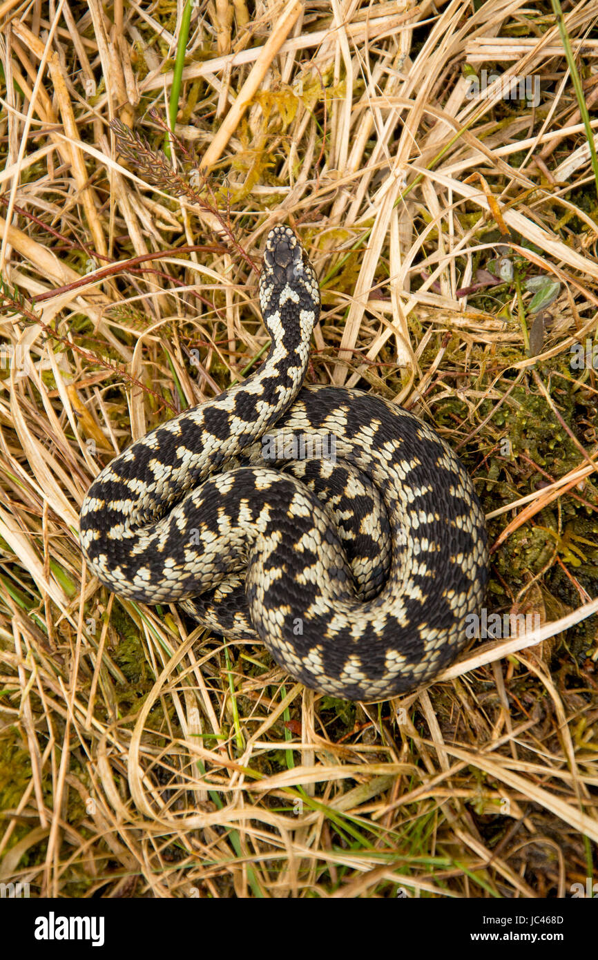 Male adder in hi-res stock photography and images - Alamy