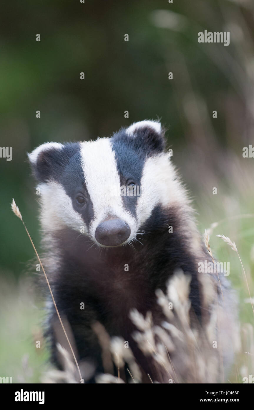 Badger head on low angle Stock Photo - Alamy
