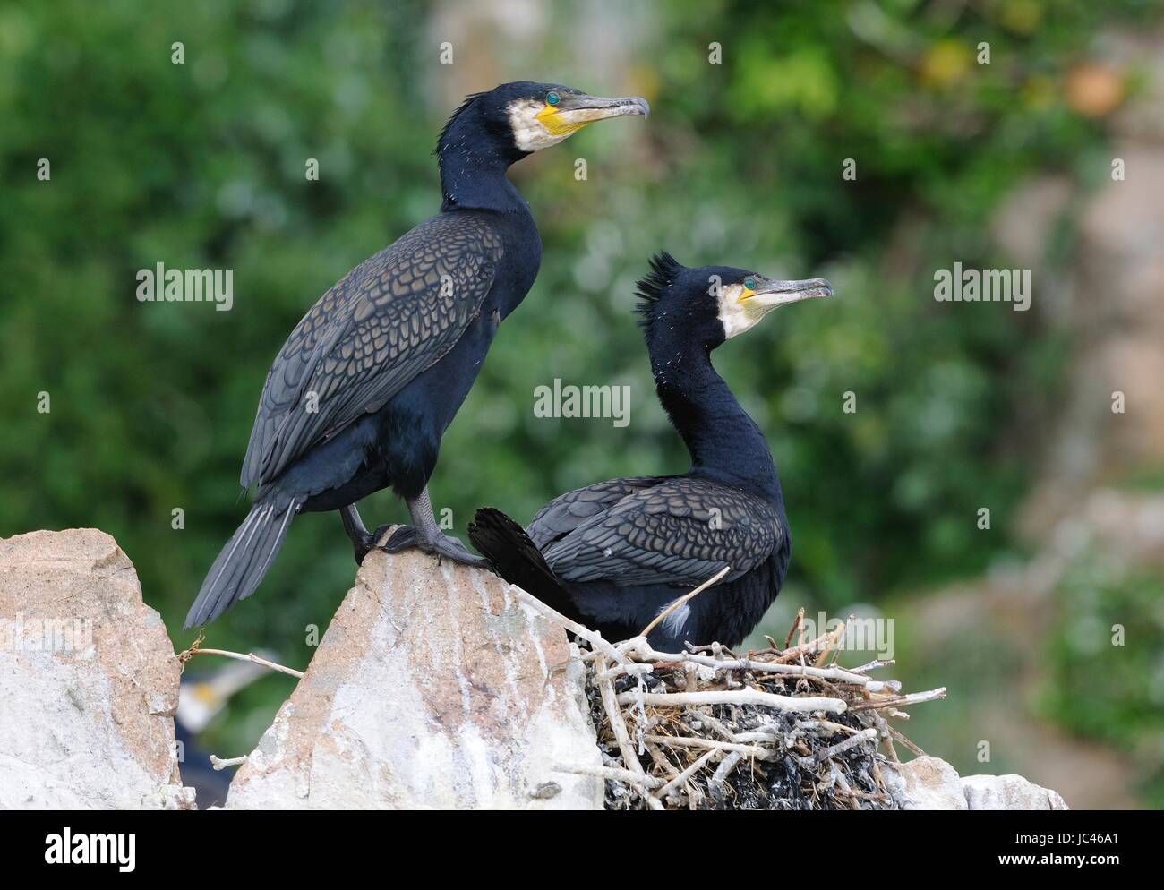 Adder scotland hi-res stock photography and images - Alamy