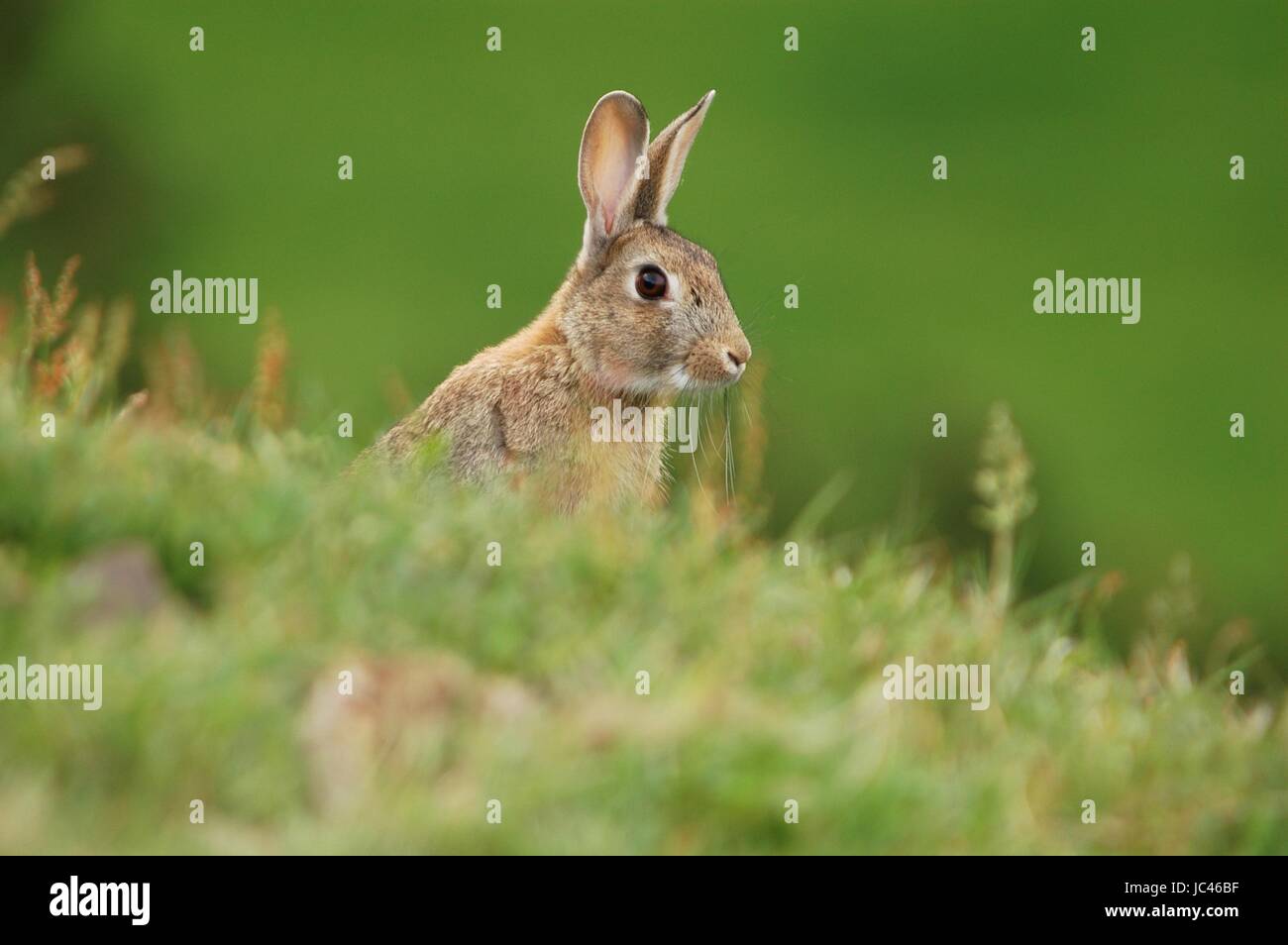 Alert Rabbit in grass Stock Photo - Alamy