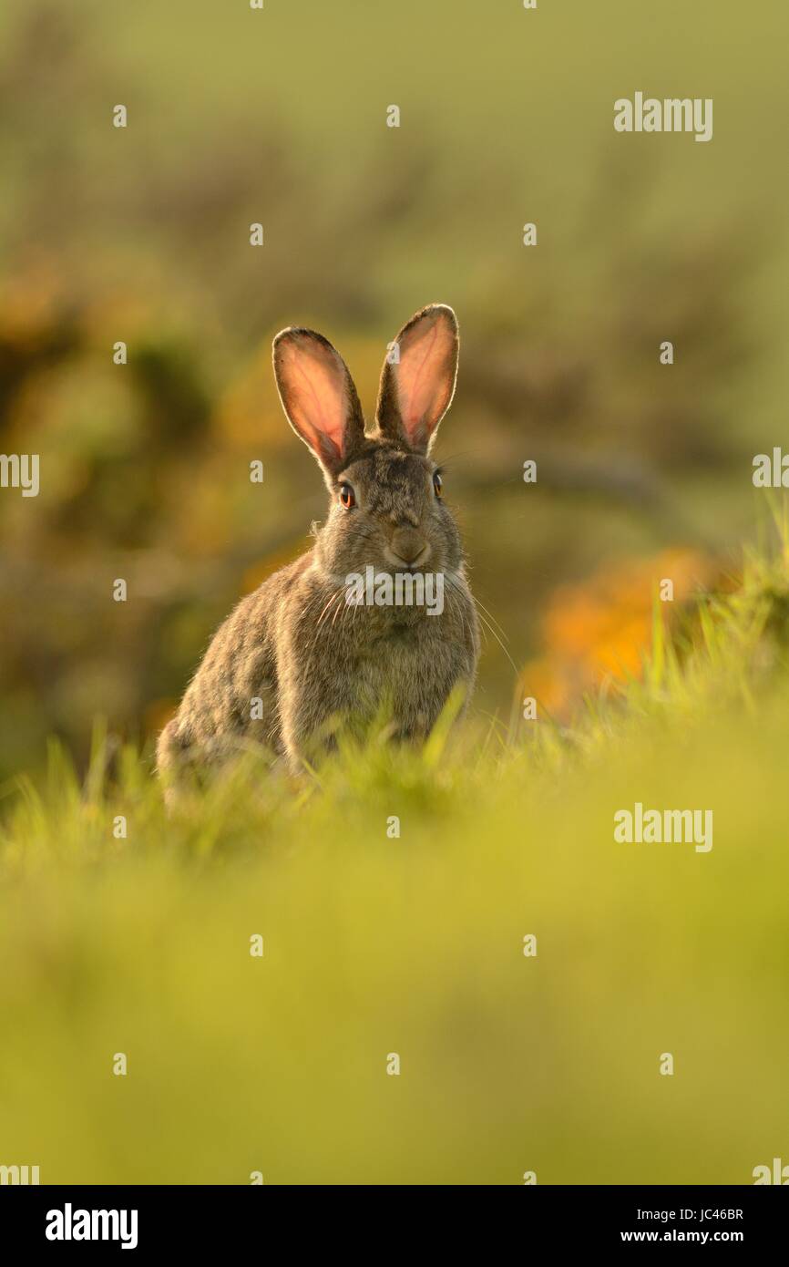 Backlit ears hi-res stock photography and images - Alamy