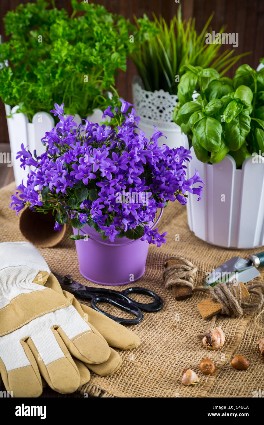 Flowers for planting with garden tools Stock Photo - Alamy