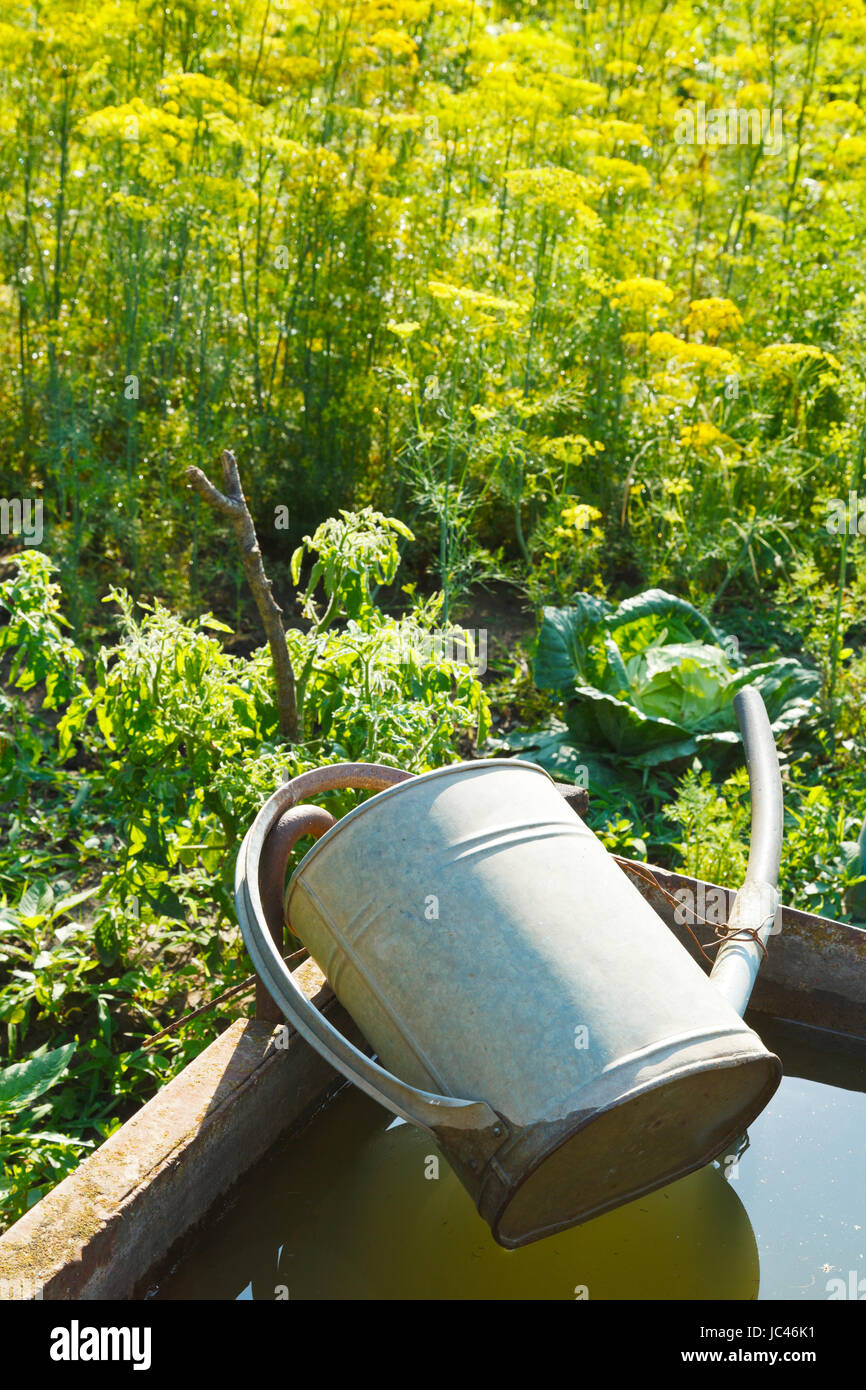 trough with water for garden watering and handshower in garden in ...