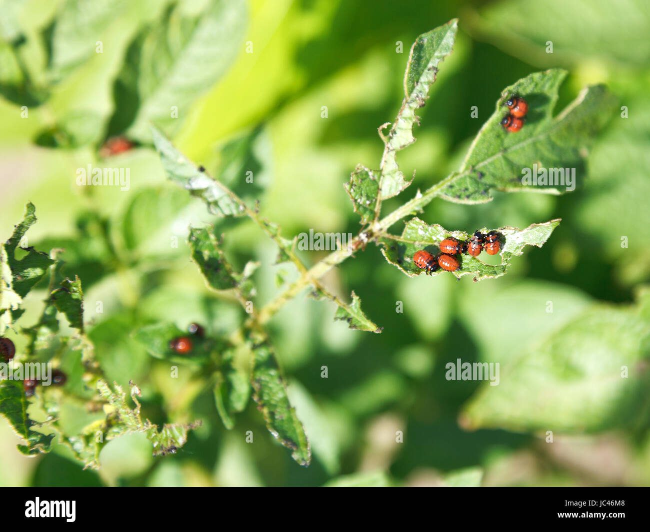 colorado potato beetle caterpillar eats potatoes leaves in garden Stock ...