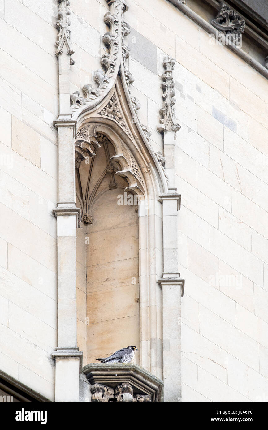 Urban falcon on a ledge of the Pitt building at Cambridge, England, UK ...