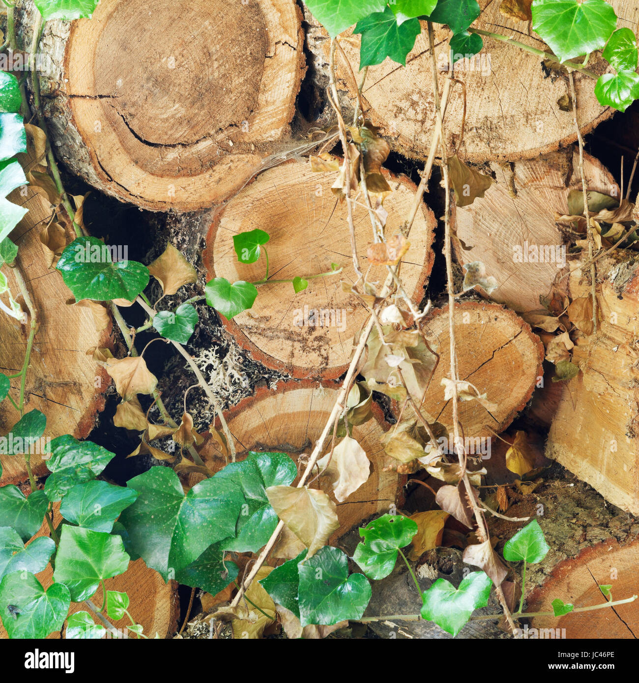 Log Pile Overgrown High Resolution Stock Photography and Images - Alamy