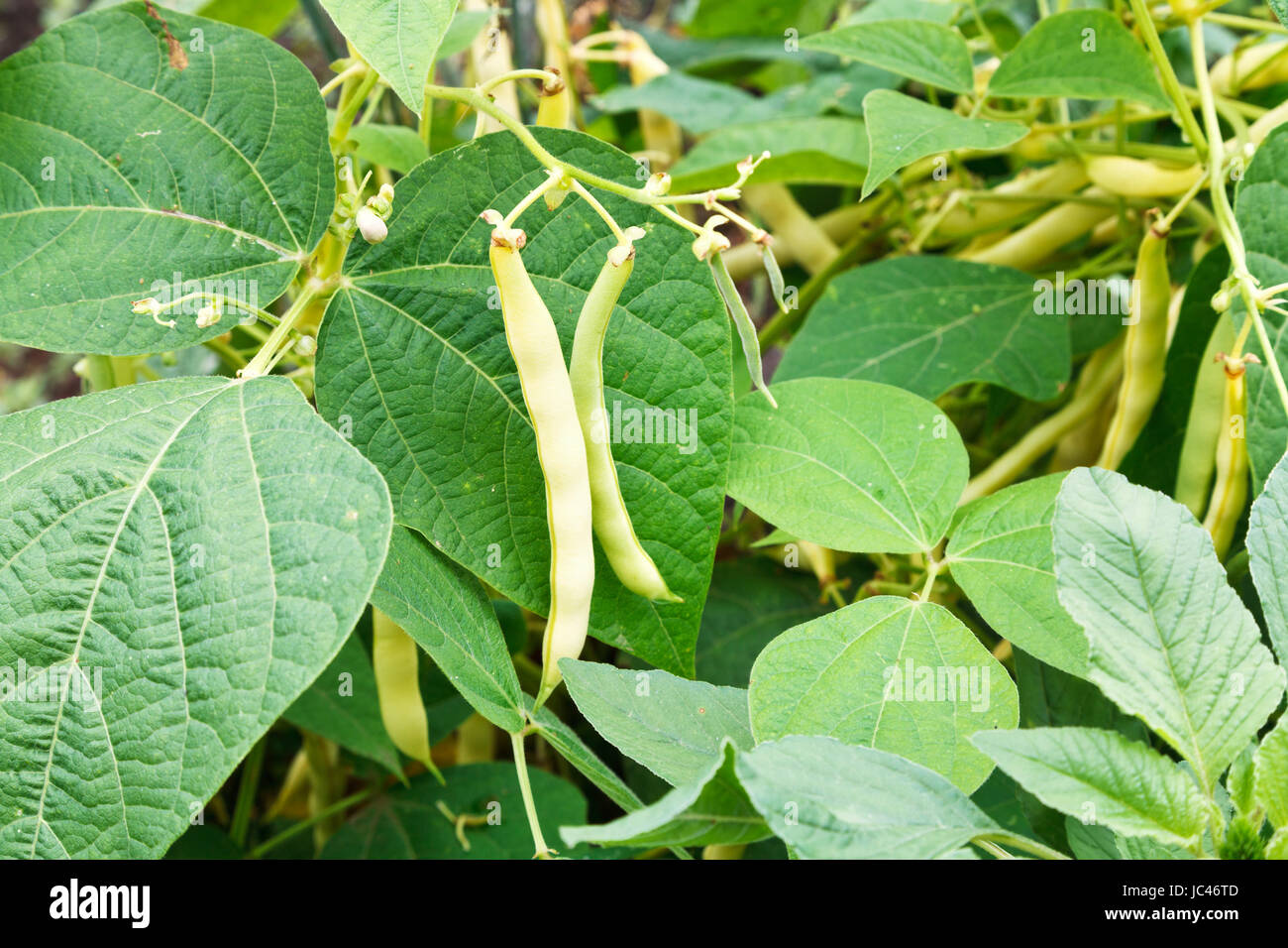 ripe pods of common bean in garden in summer Stock Photo - Alamy