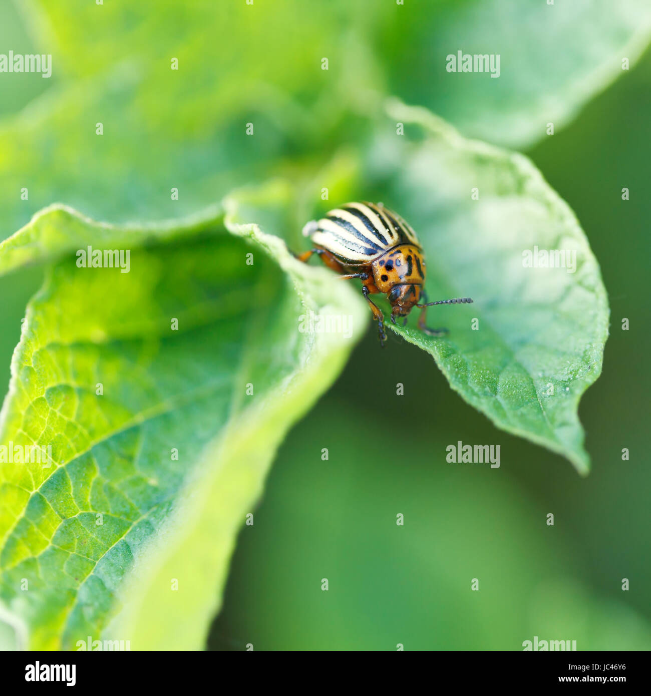 potato bug eating potatoes leaves in garden Stock Photo - Alamy