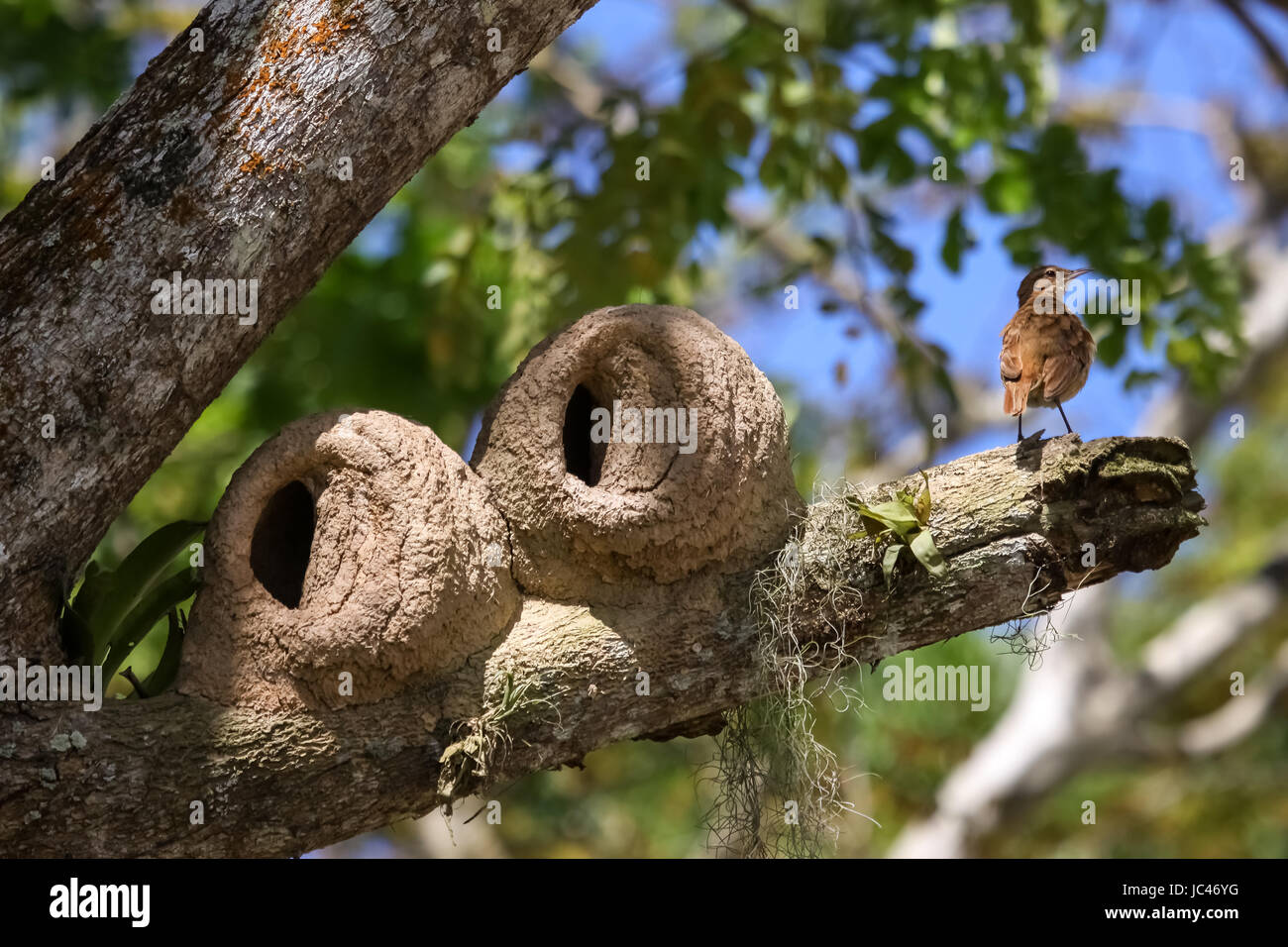 Clay nests of the Rufous hornero in a tree, Lagoa Encantada, Bahia ...