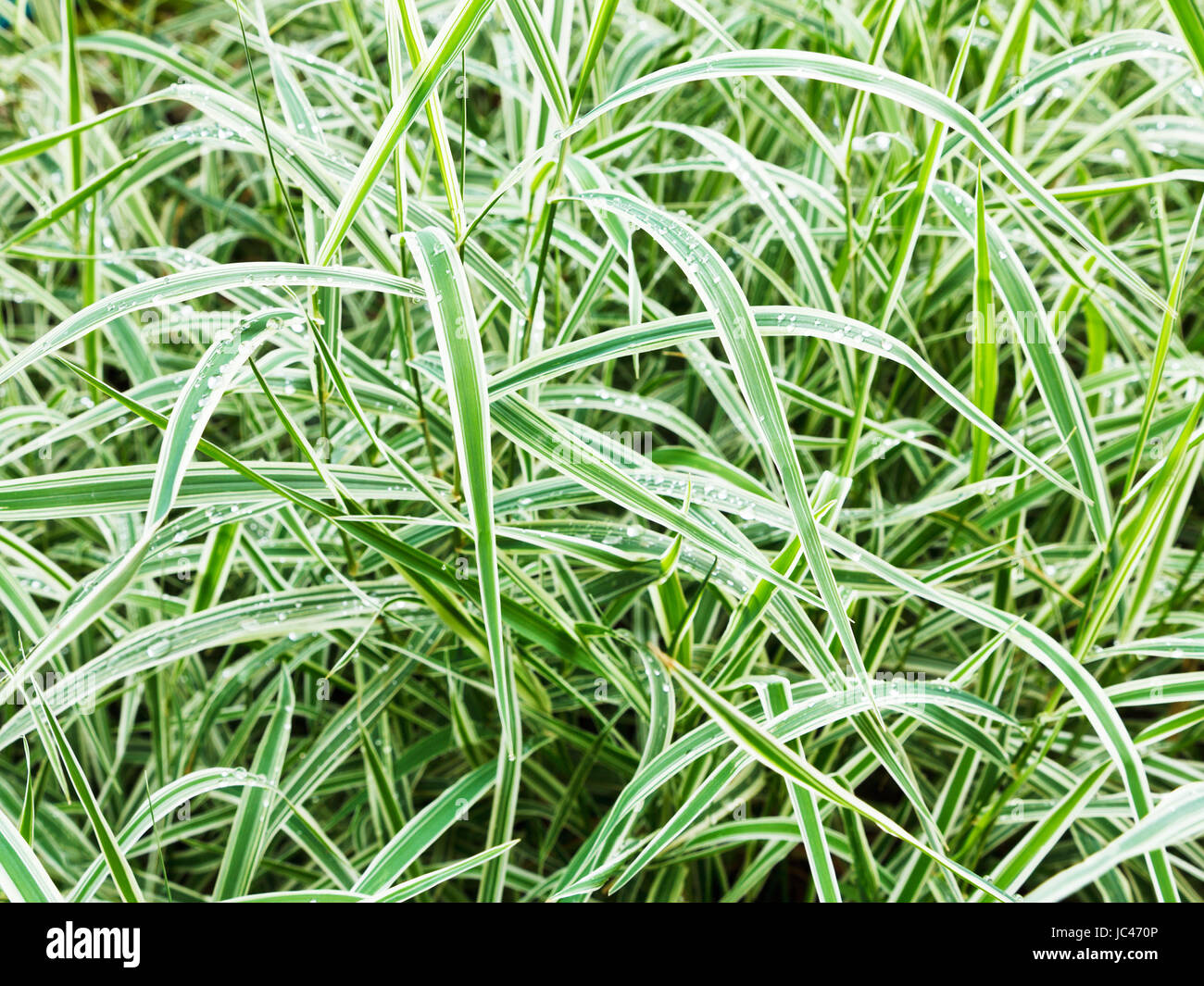 wet green blades of Carex morrowii Variegata decorative grass after ...
