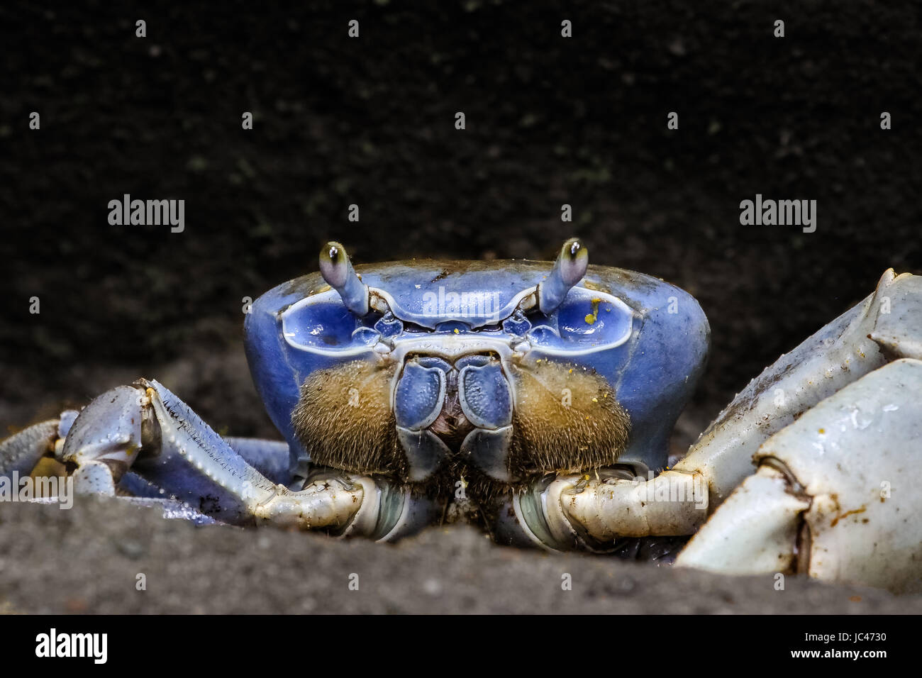 Mangroves crab hi-res stock photography and images - Alamy
