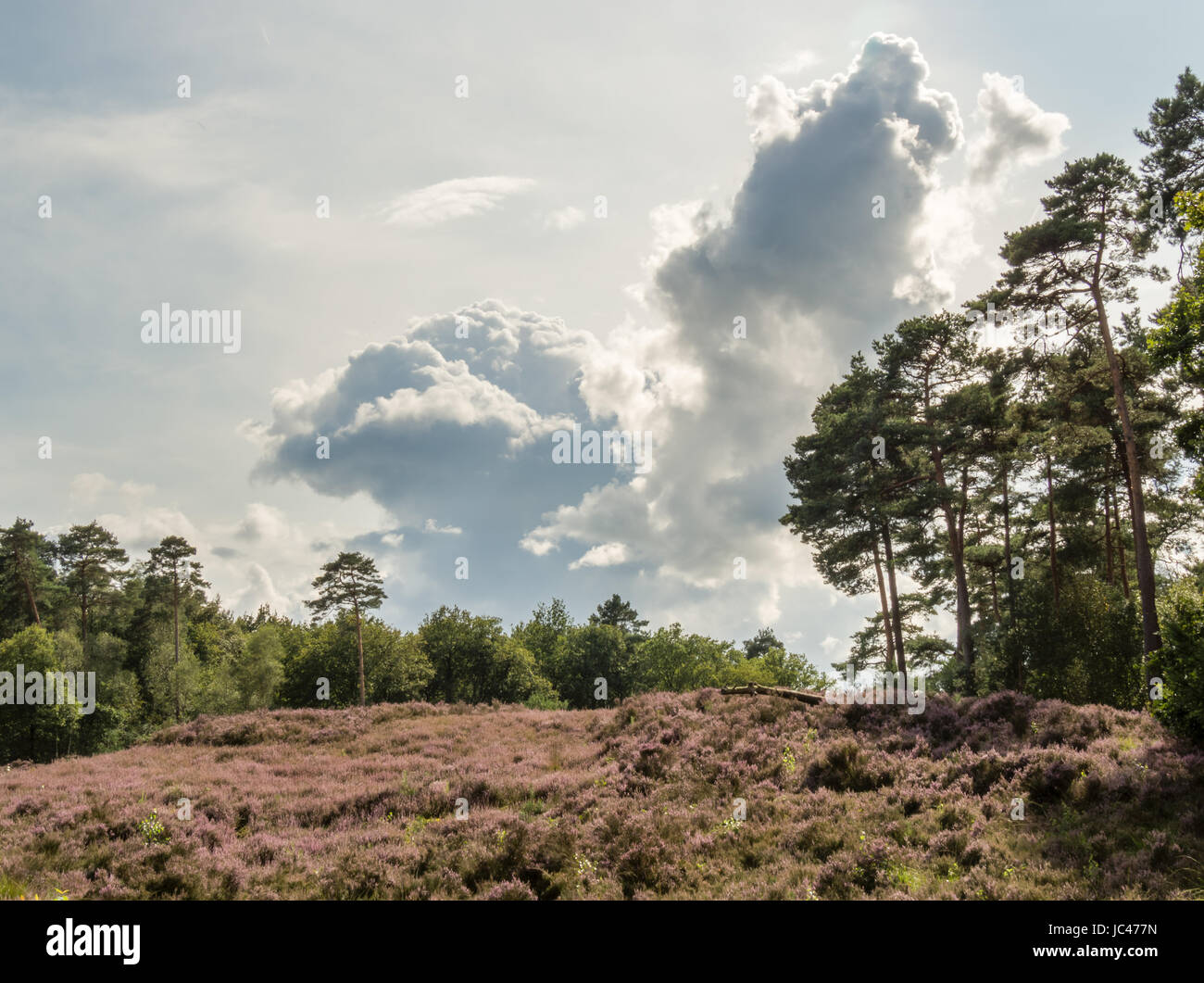 Colorful heathland scene with a dramatic cloud hanging overhead Stock ...