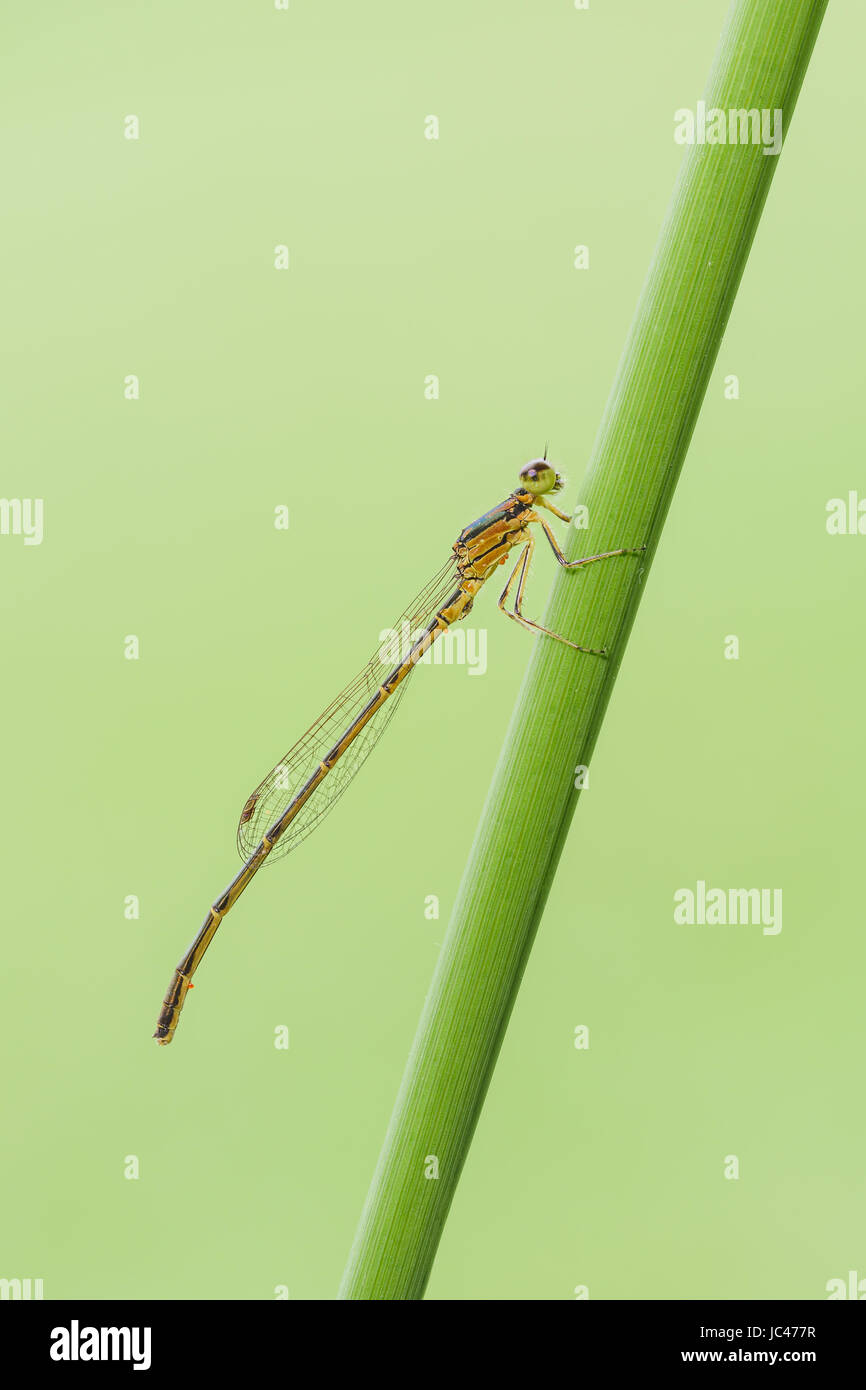 A teneral male Fragile Forktail (Ischnura posita) damselfly perches on ...