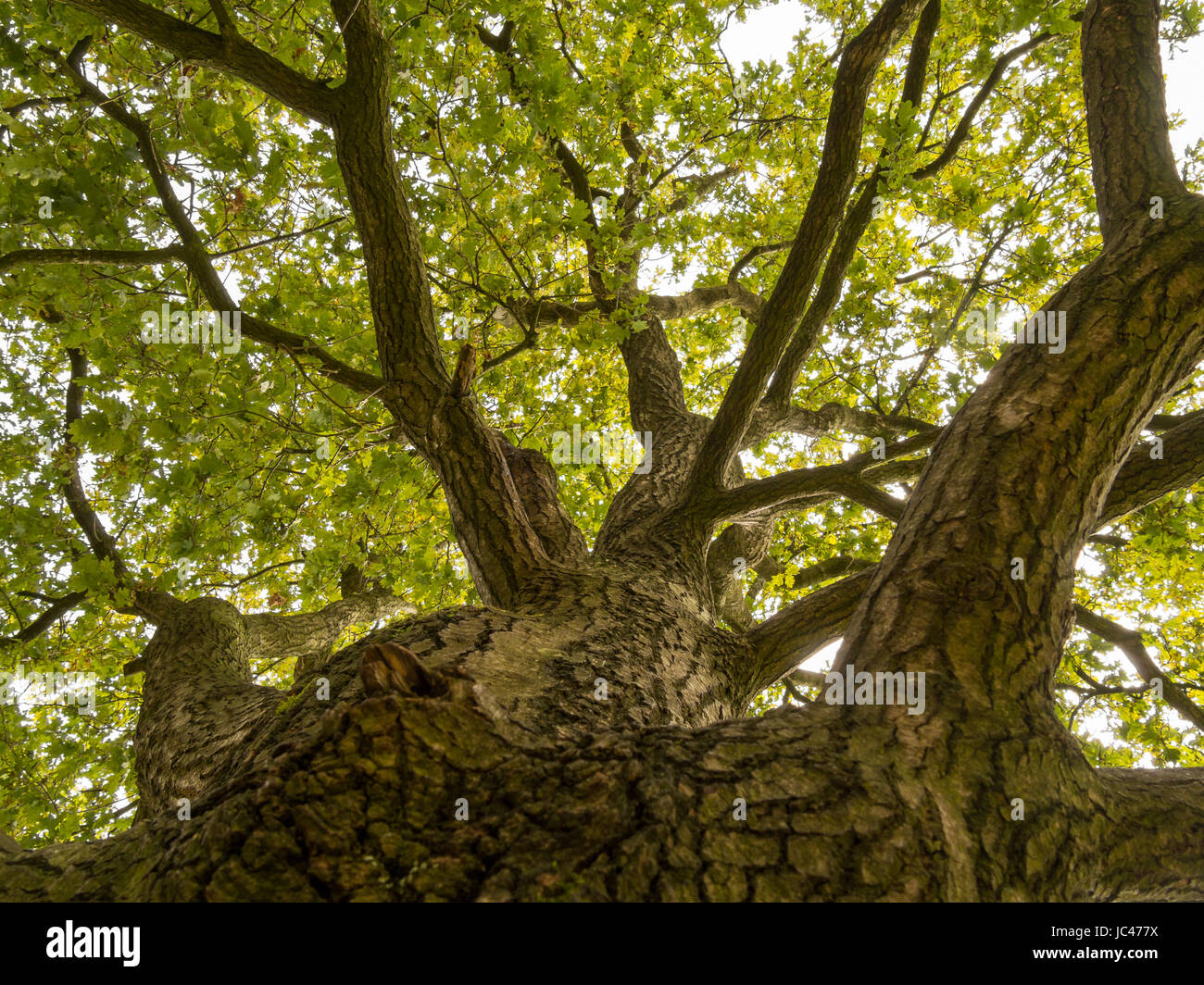 Looking straight up at the sky along the trunk of this big oak tree ...
