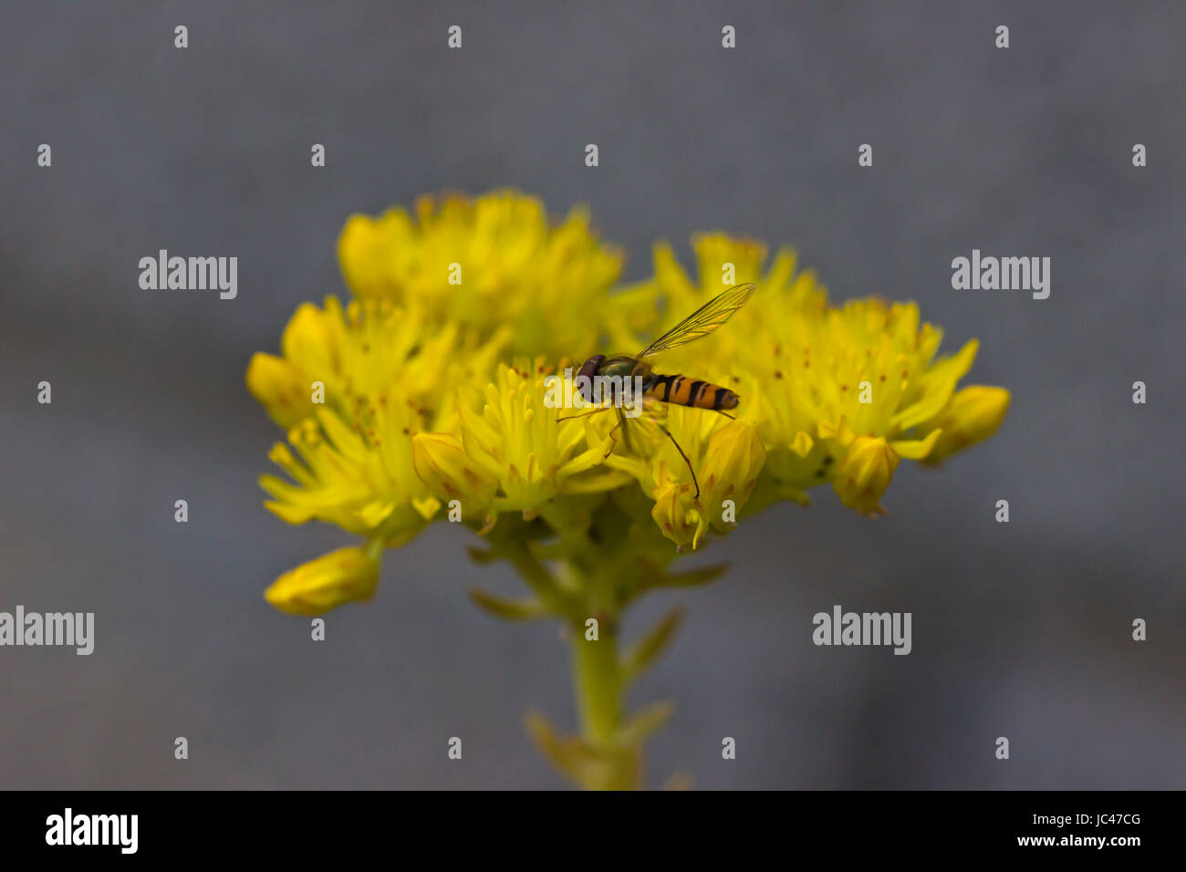 Plants for insects hi-res stock photography and images - Alamy