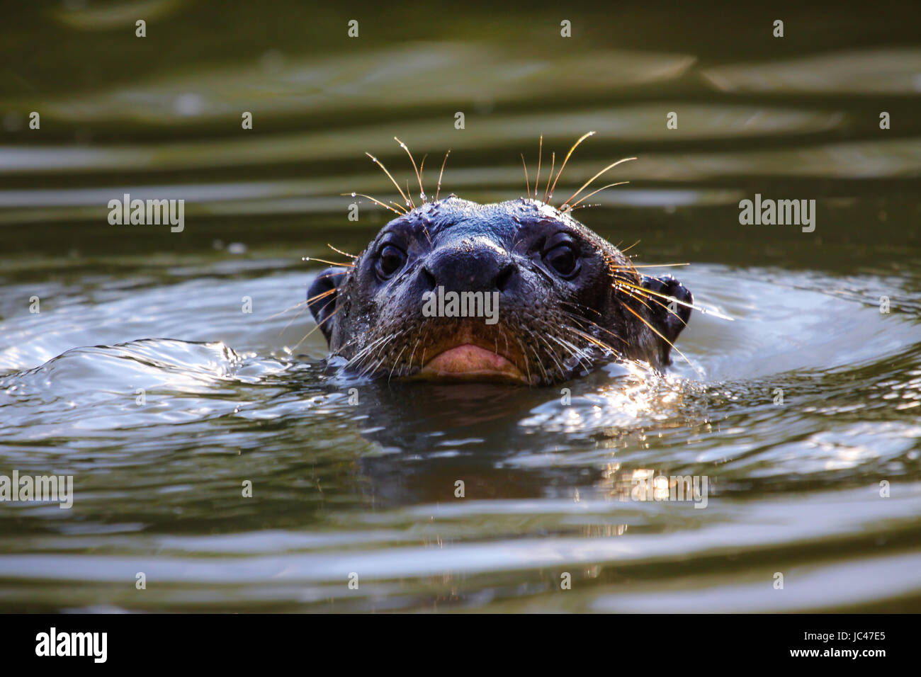 Close up of a Giant otter swimming in a river, head above water ...