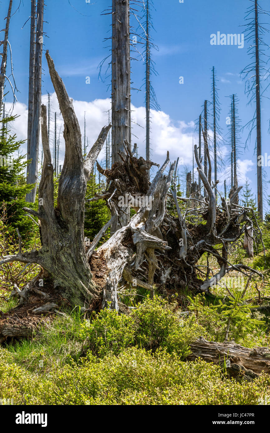 Dying forests in the Bavarian Forest on the Lusen Stock Photo - Alamy