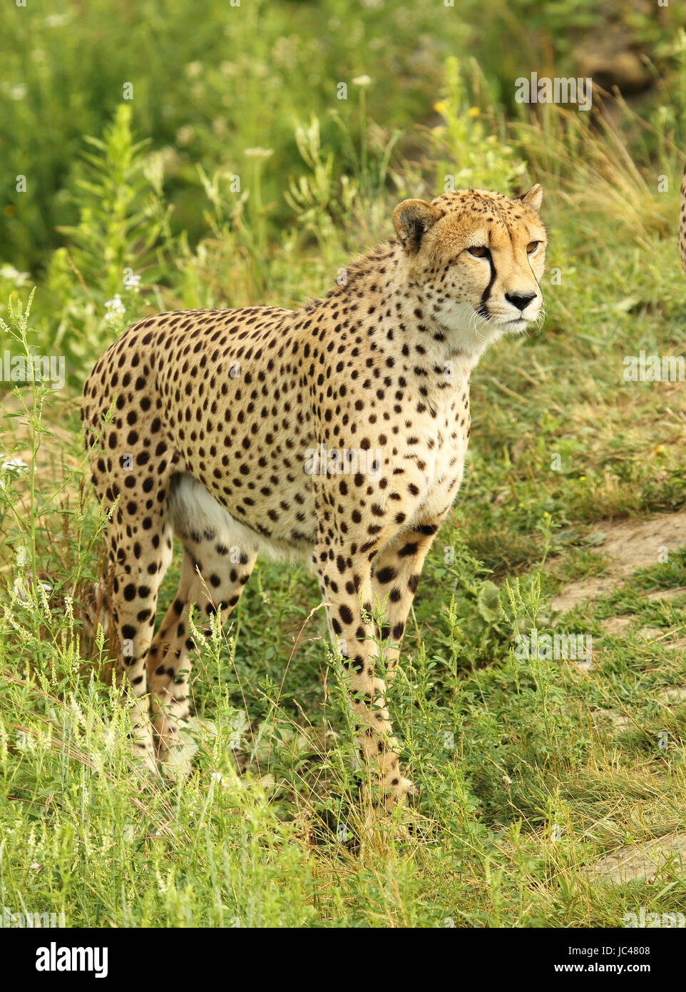 A Cheetah maintaining a vigilant gaze Stock Photo - Alamy