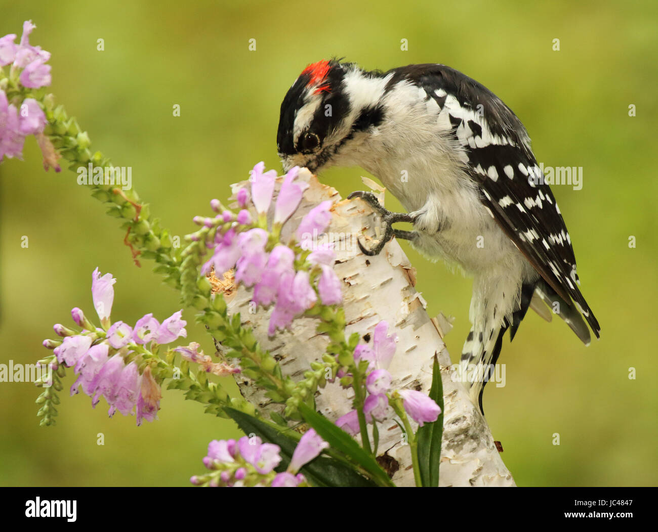Downy woodpecker digging insects hi-res stock photography and images ...